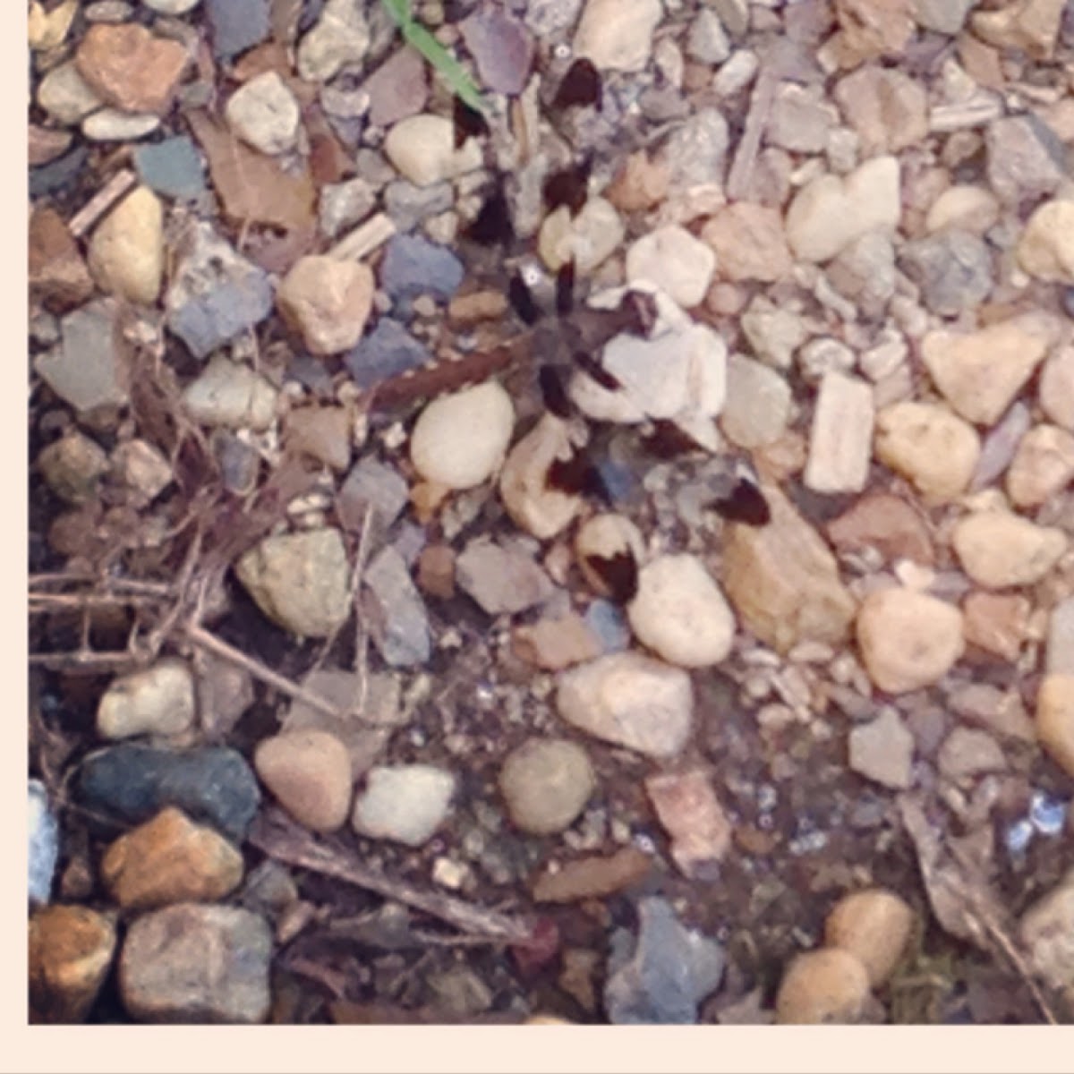 Common Whitetail Dragonfly | Project Noah