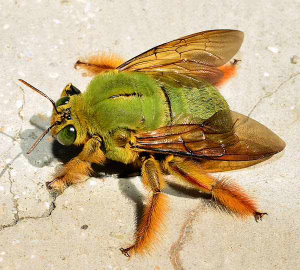 Carpenter bee | Project Noah