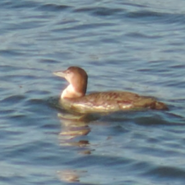 Great Northern Loon, Common Loon | Project Noah