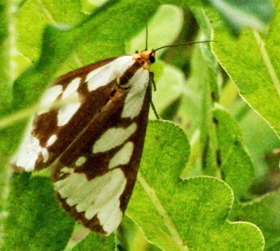 Confused Haploa | Project Noah