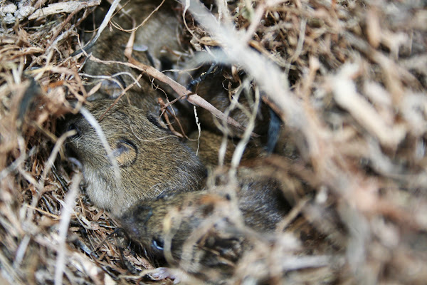 Marsh Rice Rat (juvenile) | Project Noah