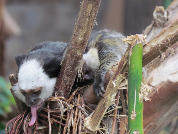 Titis Monkey | Project Noah