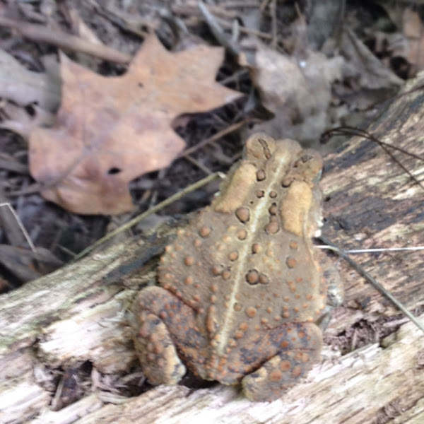 American Toad | Project Noah