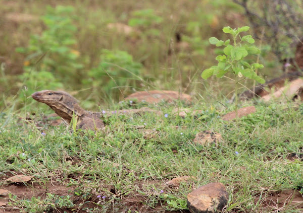 Bengal Monitor | Project Noah