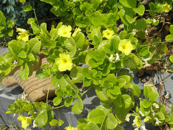 Wild Allamanda / Yellow Mandevilla | Project Noah