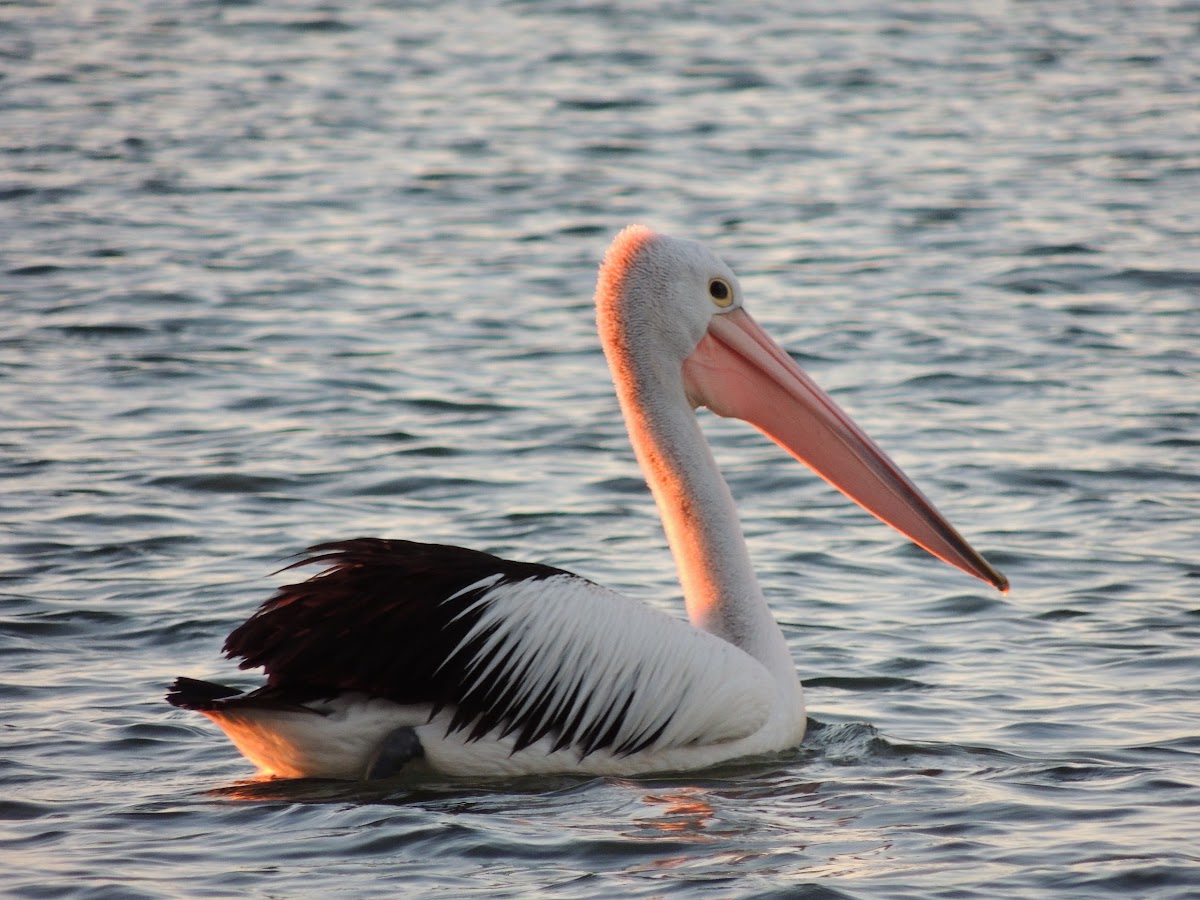 Australian Pelican | Project Noah