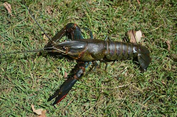 Red Claw Crayfish | Project Noah