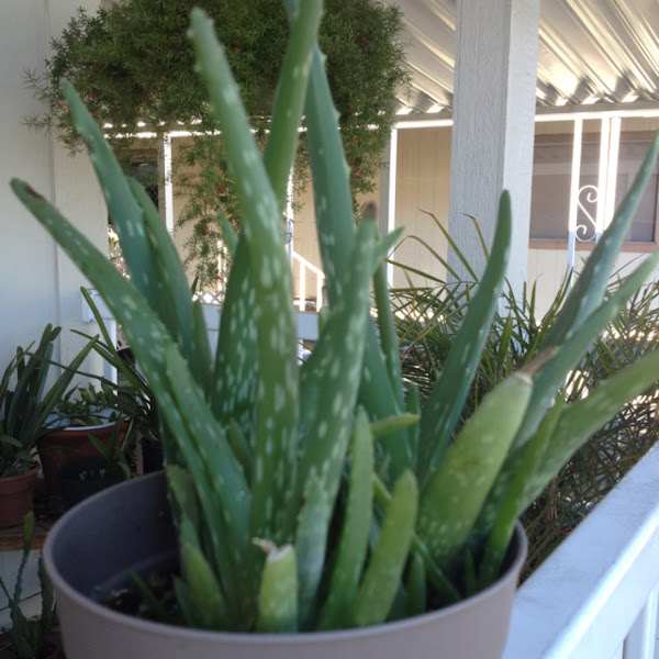 Aloe Vera | Project Noah