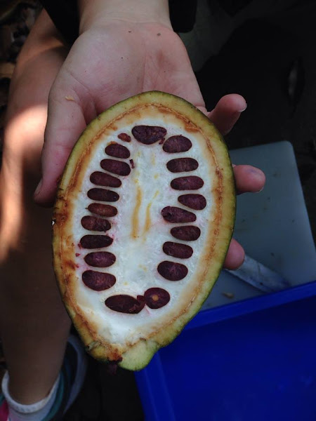 Coco Pods | Project Noah