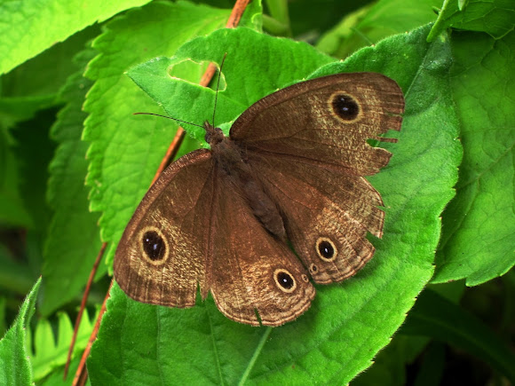 Common Three Ring | Project Noah