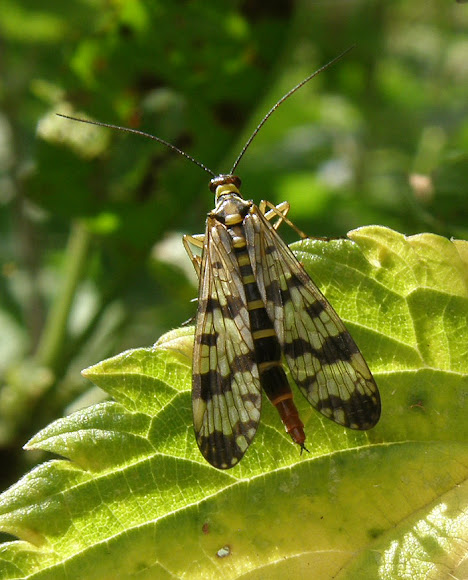 Common scorpionfly | Project Noah