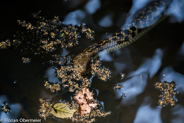 Checkered keelback | Project Noah