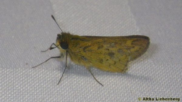 Common hottentot; Geel Hotnot | Project Noah