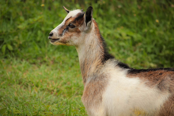 Domestic Goat | Project Noah
