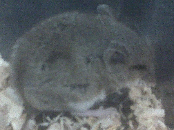 California Deer Mouse | Project Noah