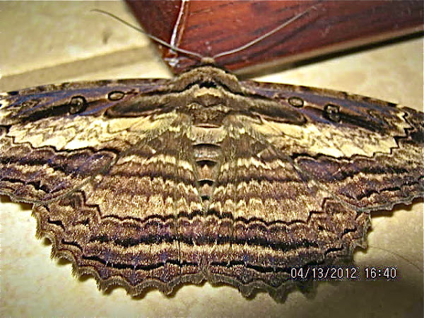 Noctuid Moth | Project Noah