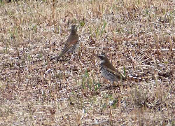 Dusky Thrush | Project Noah