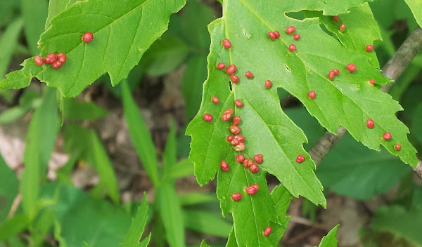 Maple Gall Mites | Project Noah