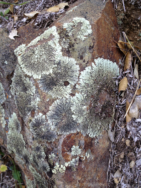 Lichen | Project Noah