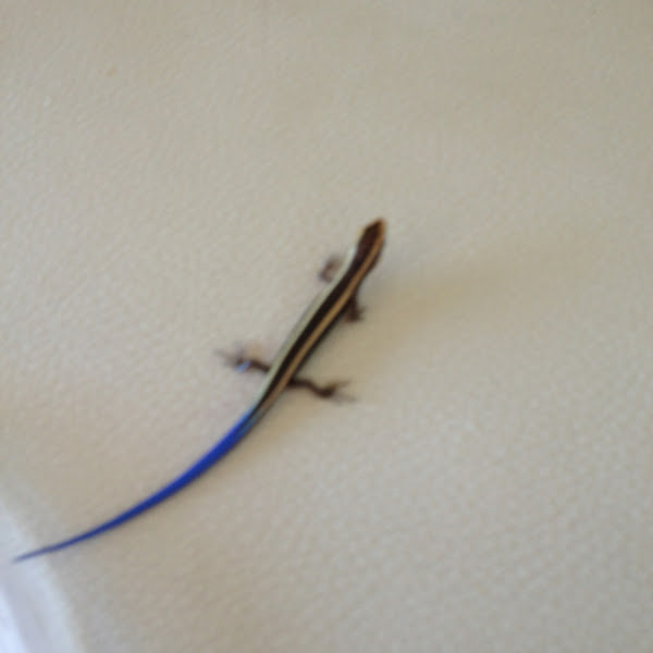 Lizard | Project Noah