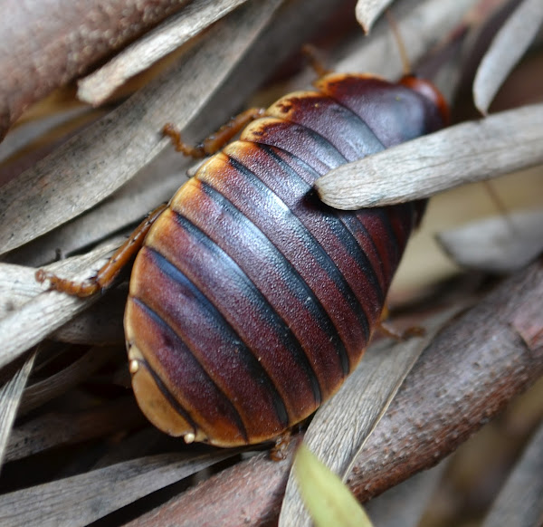 Table Mountain Cockroach | Project Noah