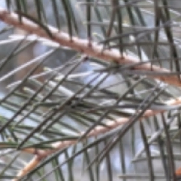 Pine tree | Project Noah