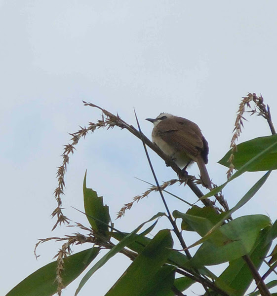 Yellow-vented Bulbul | Project Noah