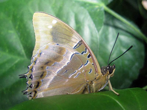 Blue-spotted Emperor | Project Noah