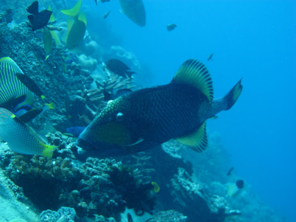 Titan Triggerfish | Project Noah