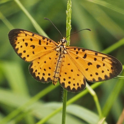 Polka Dot | Project Noah