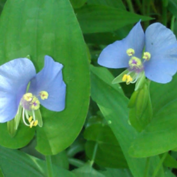 False Day Flower | Project Noah