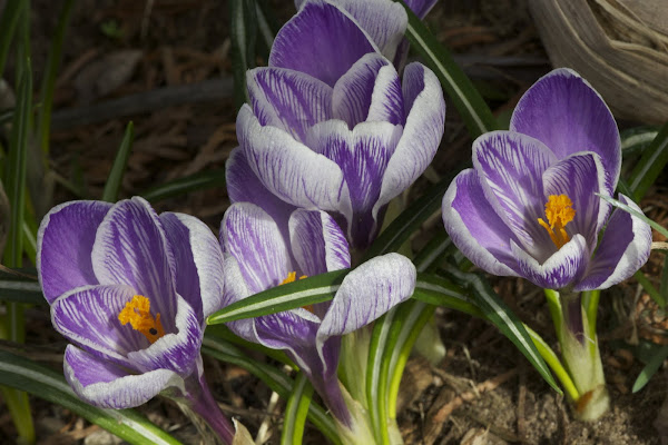 Crocus | Project Noah