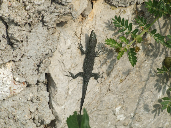 Sharp-snouted Rock Lizard | Project Noah