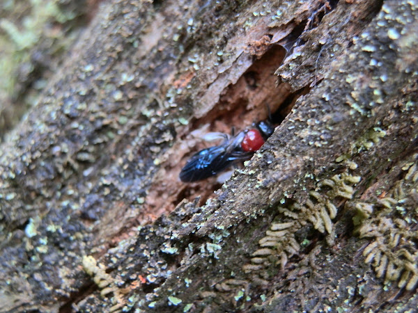 Native Picta Colletid bee | Project Noah