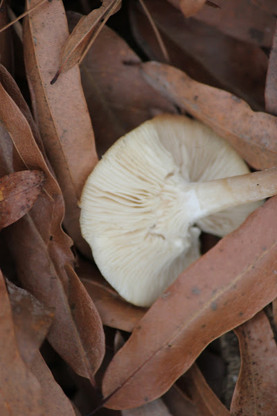 Common Funnel Mushroom | Project Noah