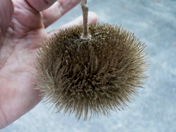 Monkey´s comb fruit | Project Noah