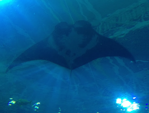 Giant Oceanic Manta Ray | Project Noah