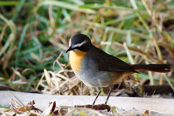Cape Robin | Project Noah