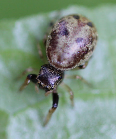 salticid spider | Project Noah