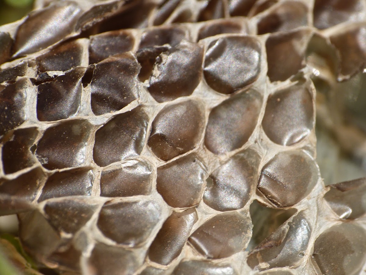 Common kingsnake (shed) | Project Noah