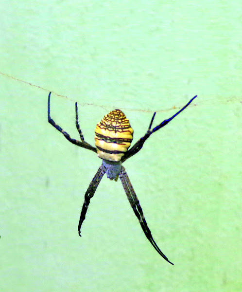 Oval St. Andrew's Cross Spider | Project Noah