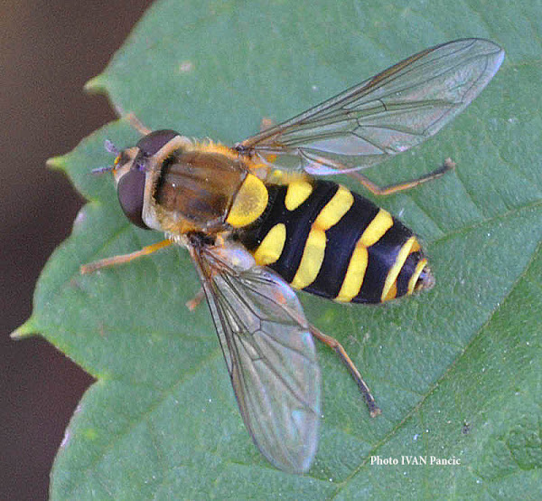 Hoverfly | Project Noah