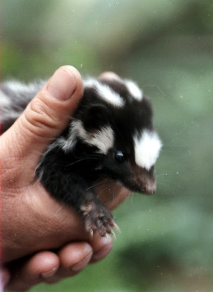 Spotted Skunk Pet