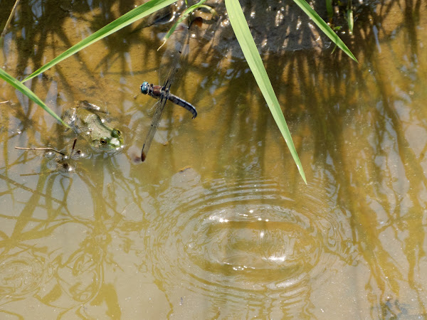 Great Blue Skimmer dragonfly (female, oviposition, in flight) | Project ...