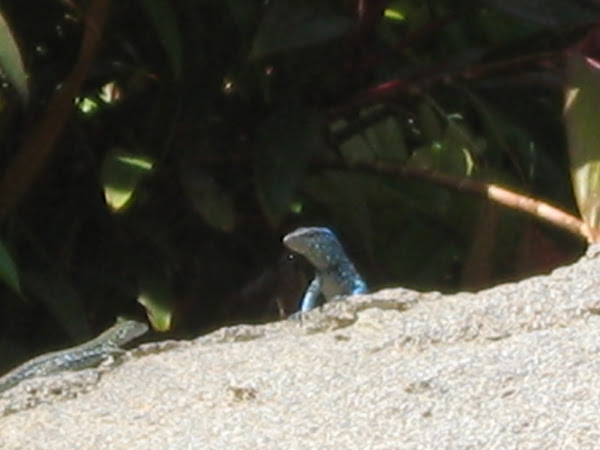 Aruban whiptail lizard | Project Noah