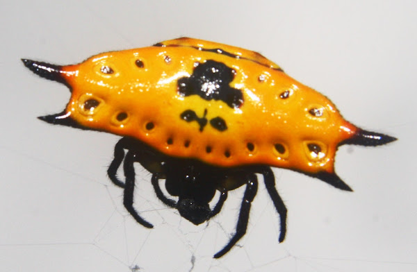 Four Spined Jewel Spider | Project Noah