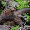 Iguana marina (Marine iguana) | Project Noah