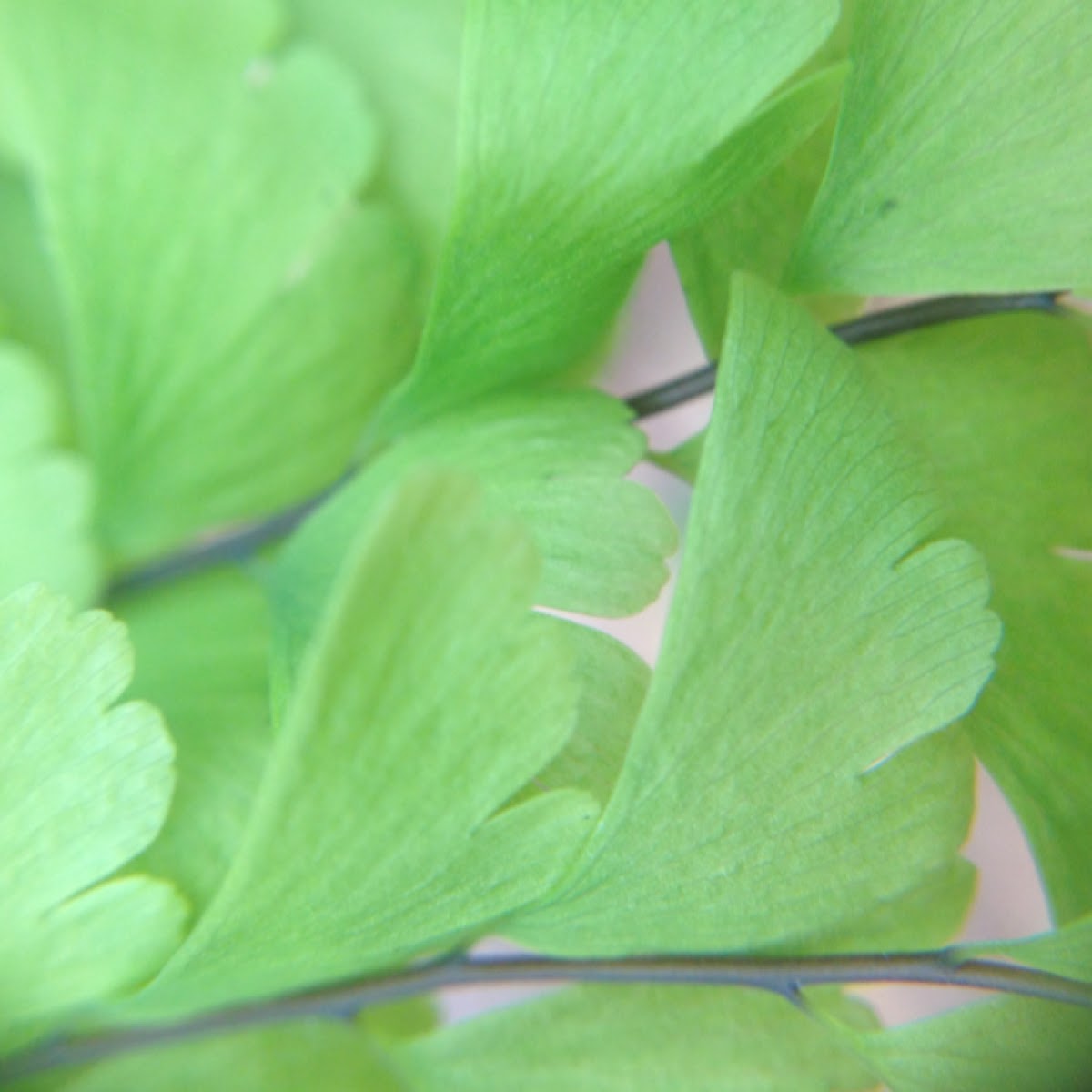 Northern Maidenhair Fern | Project Noah
