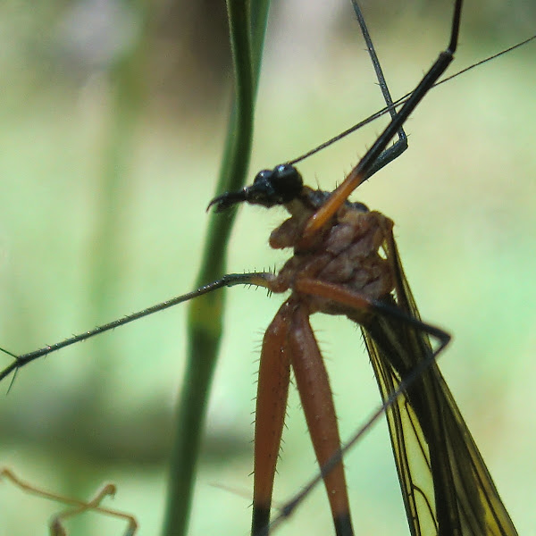 Hangfly with prey | Project Noah