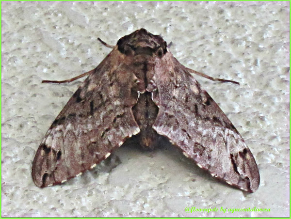 Gray Hawk Moth, Privet Hawk Moth | Project Noah